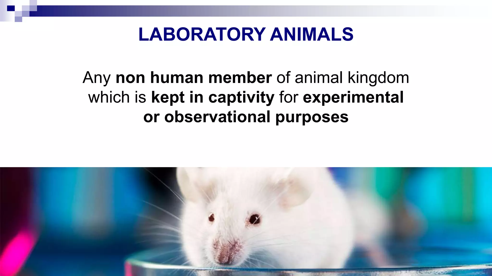 Laboratory Animals - Taxonomic Classification | PPTX