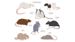 Laboratory Animals - Taxonomic Classification | PPTX