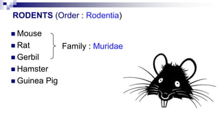 Laboratory Animals - Taxonomic Classification | PPTX