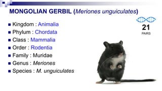 Laboratory Animals - Taxonomic Classification | PPTX