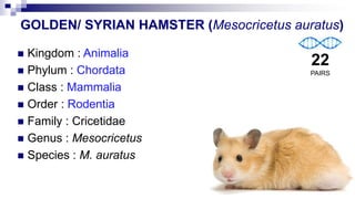Laboratory Animals - Taxonomic Classification | PPTX