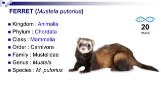 Laboratory Animals - Taxonomic Classification | PPTX