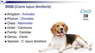 Laboratory Animals - Taxonomic Classification | PPTX