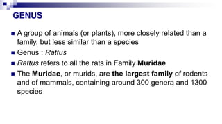 Laboratory Animals - Taxonomic Classification | PPTX