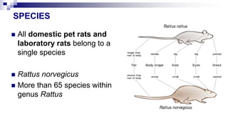 Laboratory Animals - Taxonomic Classification | PPTX