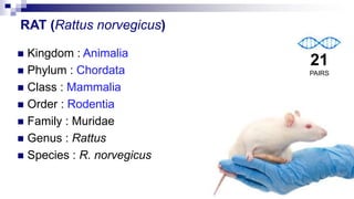 Laboratory Animals - Taxonomic Classification | PPT