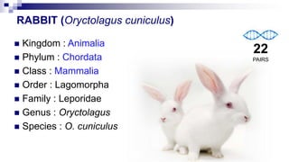 Laboratory Animals - Taxonomic Classification | PPT