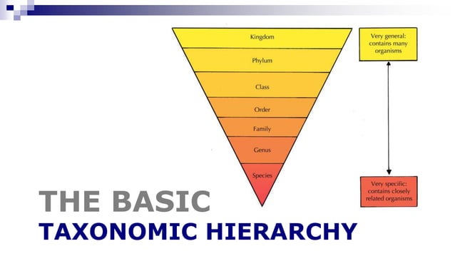 Laboratory Animals - Taxonomic Classification