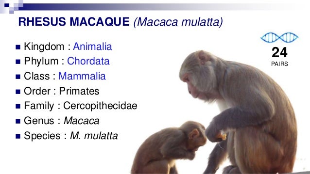 Laboratory Animals - Taxonomic Classification