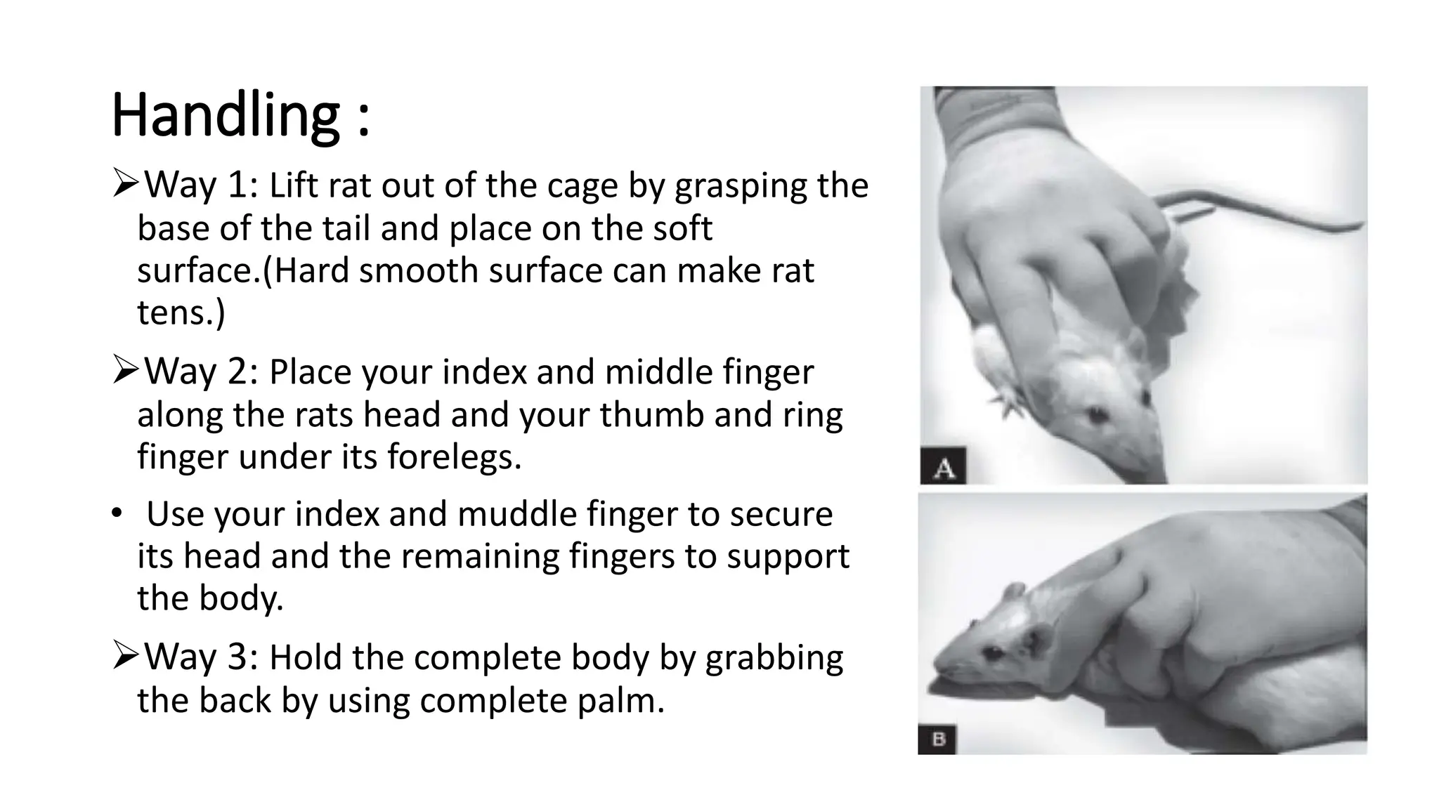 laboratory animals handling and storage.pptx