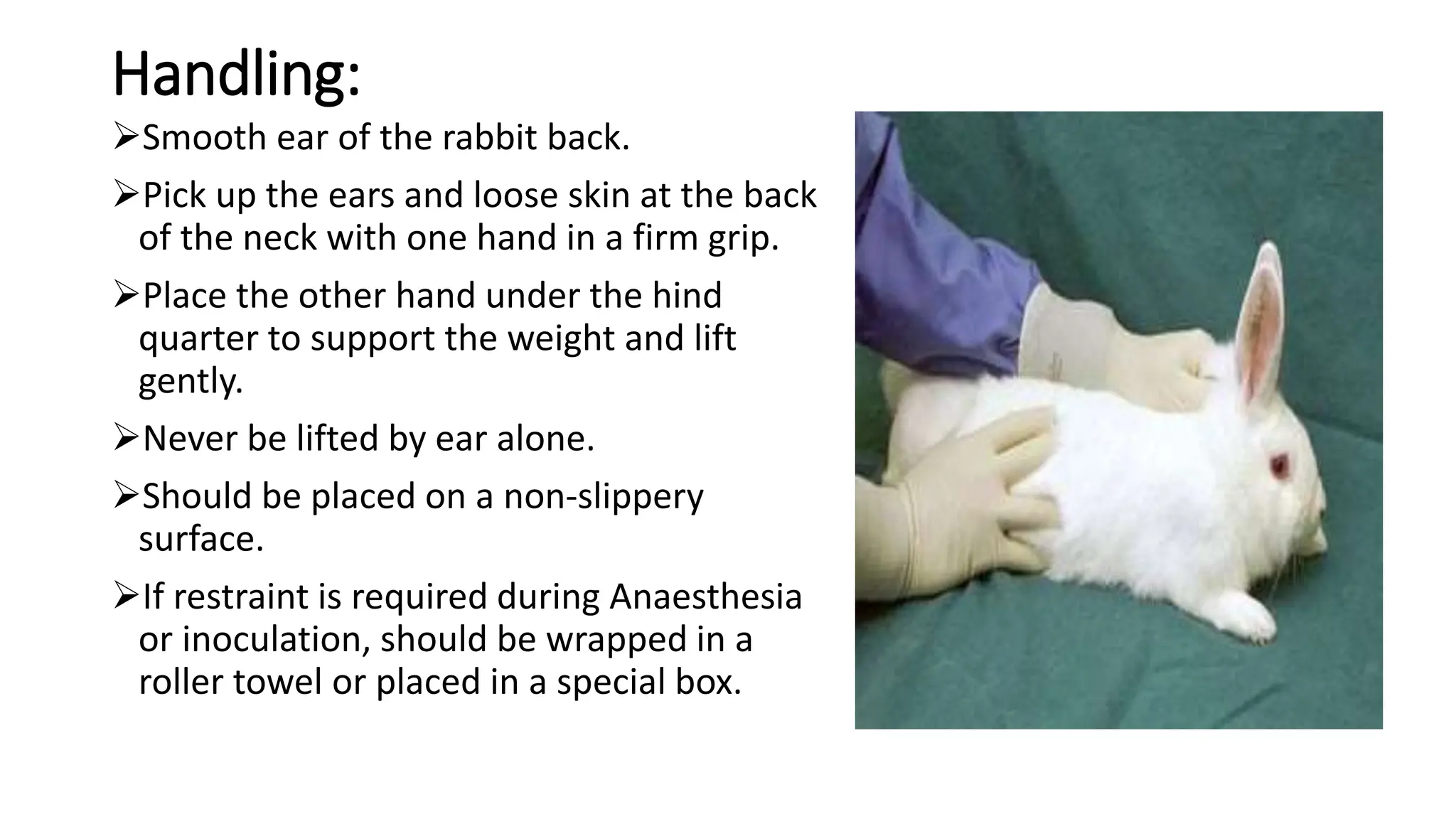 laboratory animals handling and storage.pptx