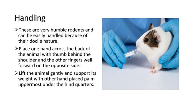 laboratory animals handling and storage.pptx