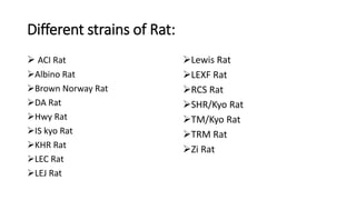 laboratory animals handling and storage.pptx
