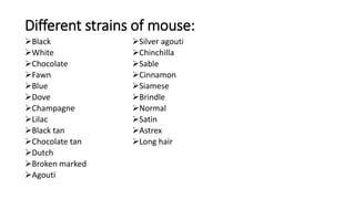 laboratory animals handling and storage.pptx