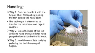 laboratory animals handling and storage.pptx
