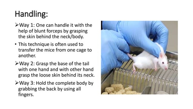 laboratory animals handling and storage.pptx