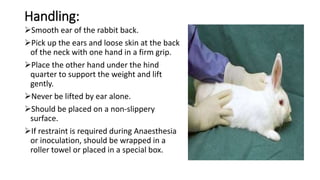 laboratory animals handling and storage.pptx