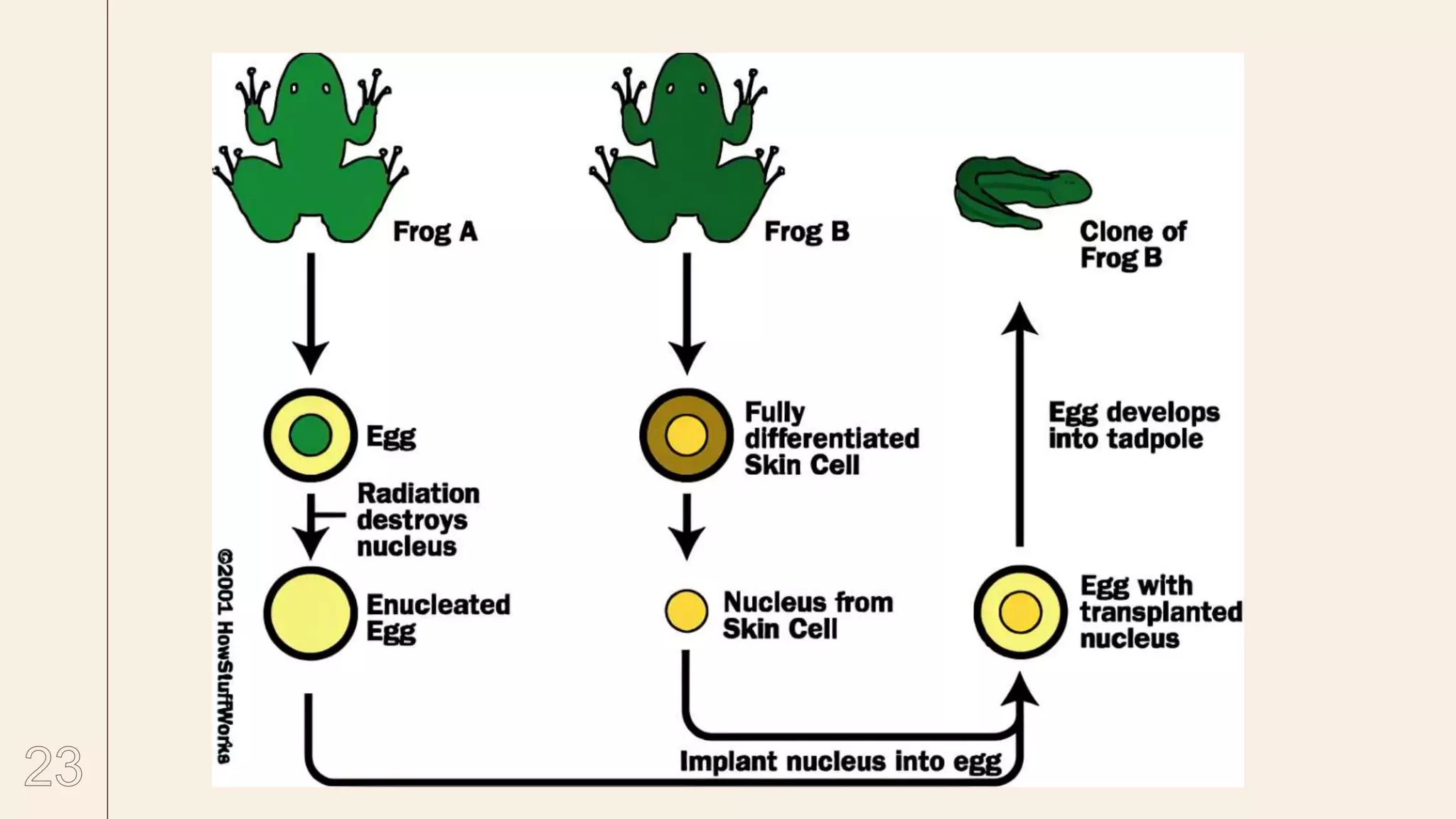 LABORATORY ANIMALS IN PHARMACOLOGICAL RESEARCH-FROG.pptx
