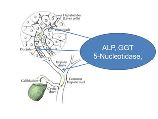 Laboratory approach to jaundice | PPTX