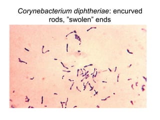 Laboratory diagnosis gram positive and gram negative bacilli | PPT