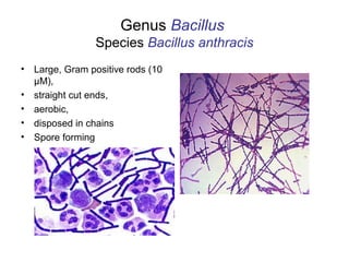 Gram Negative Rods In Chains
