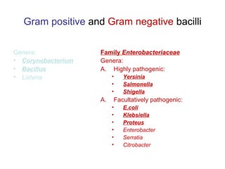 Gram Negative Coccobacilli Versus Rods