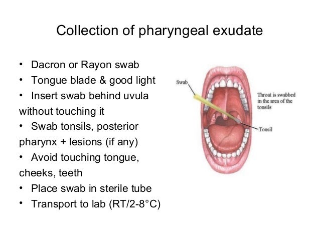 Laboratory diagnosis gram positive and gram negative cocci