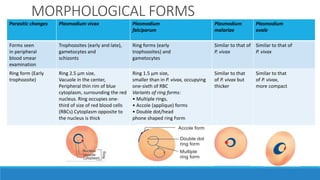 LABORATORY DIAGNOSIS OF malaria.pptx
