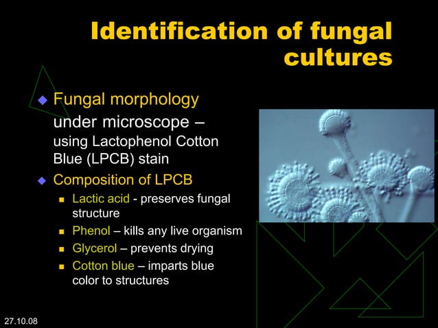 Laboratory diagnosis of fungal infections | PPT