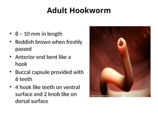 Laboratory diagnosis of infection due to Intestinal Nematodes.pptx