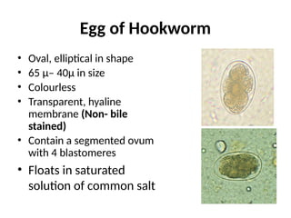 Laboratory diagnosis of infection due to Intestinal Nematodes.pptx