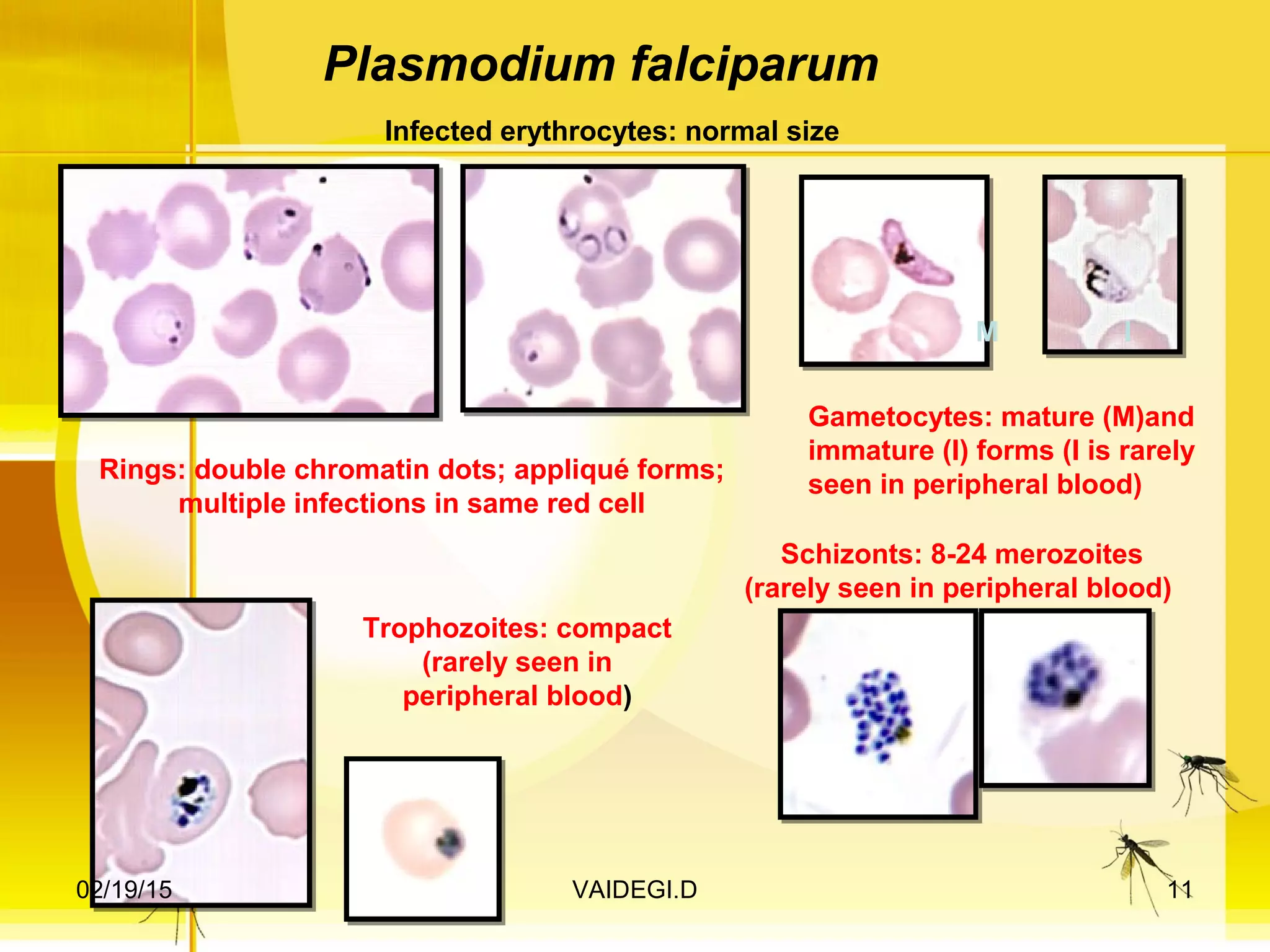 Laboratory diagnosis of malarial parasite | PPT