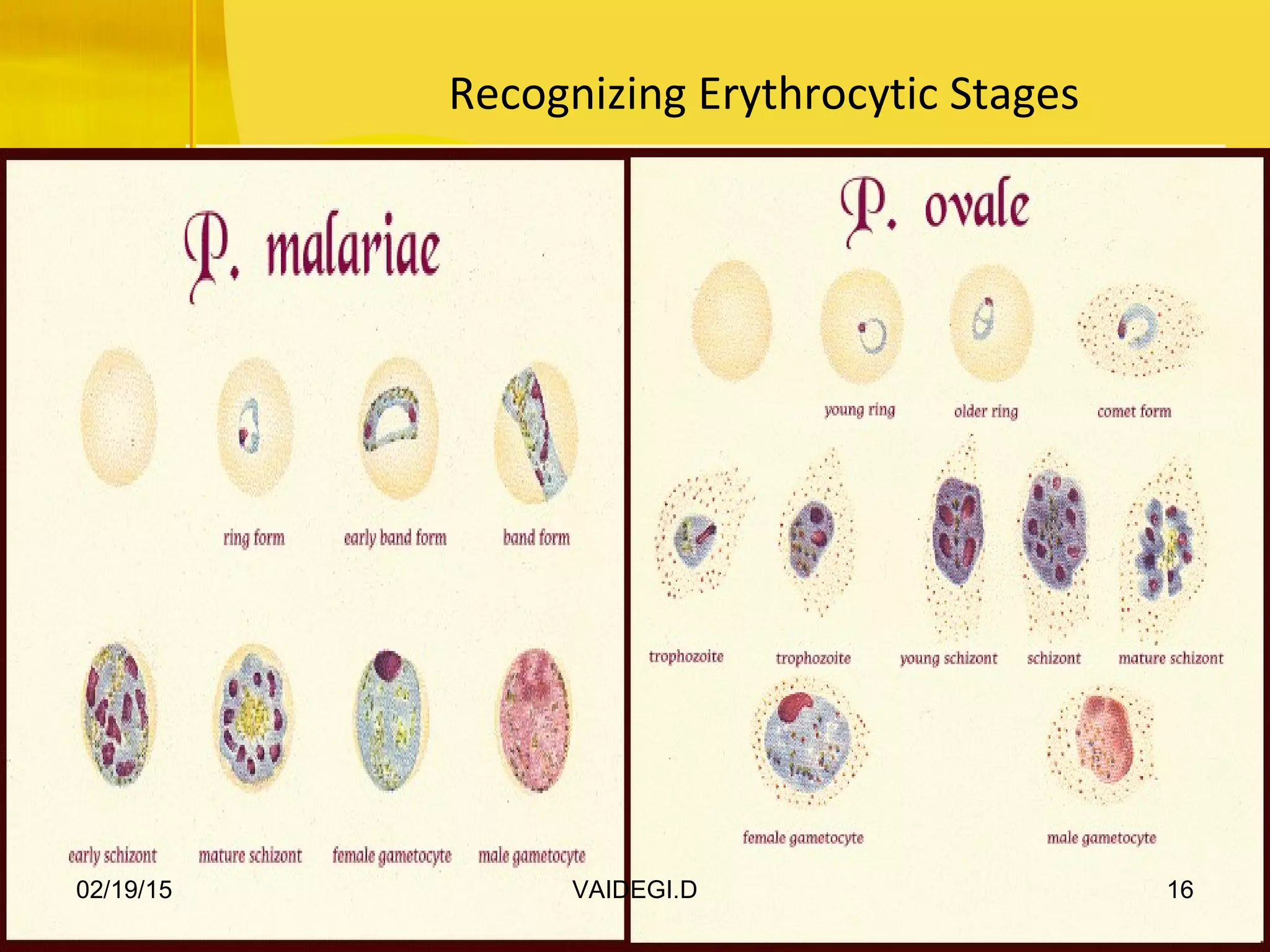 Laboratory diagnosis of malarial parasite | PPT