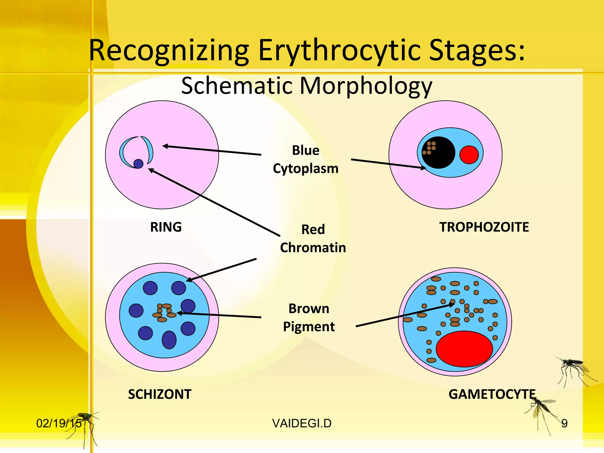 Laboratory diagnosis of malarial parasite | PPT