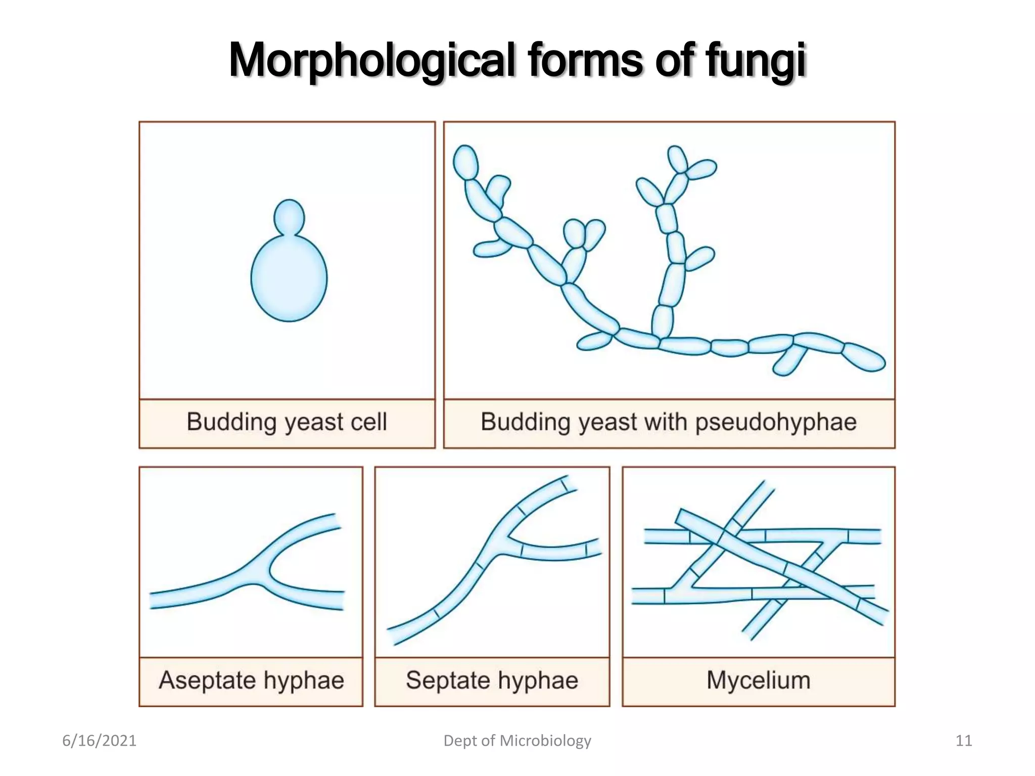 Laboratory diagnosis of mycology microscopy, staining techniques ...