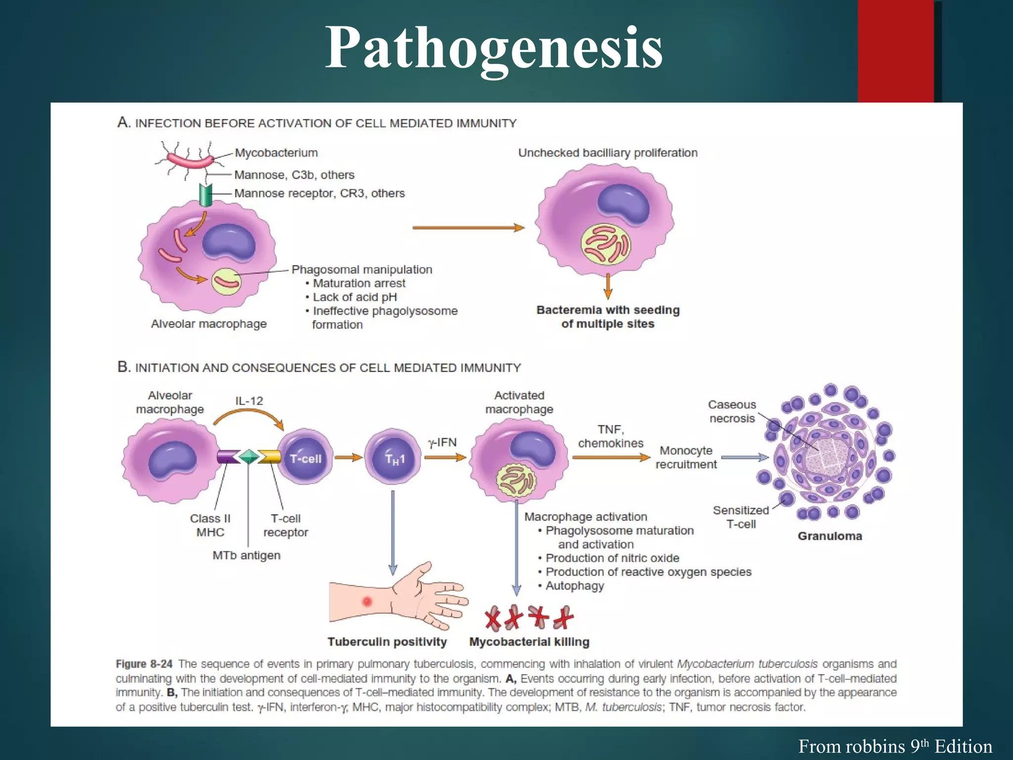 Laboratory diagnosis of Tuberculosis gs | PPT
