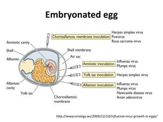 Laboratory diagnosis of viral infection | PPT