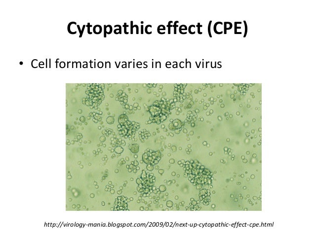 Laboratory diagnosis of viral infection