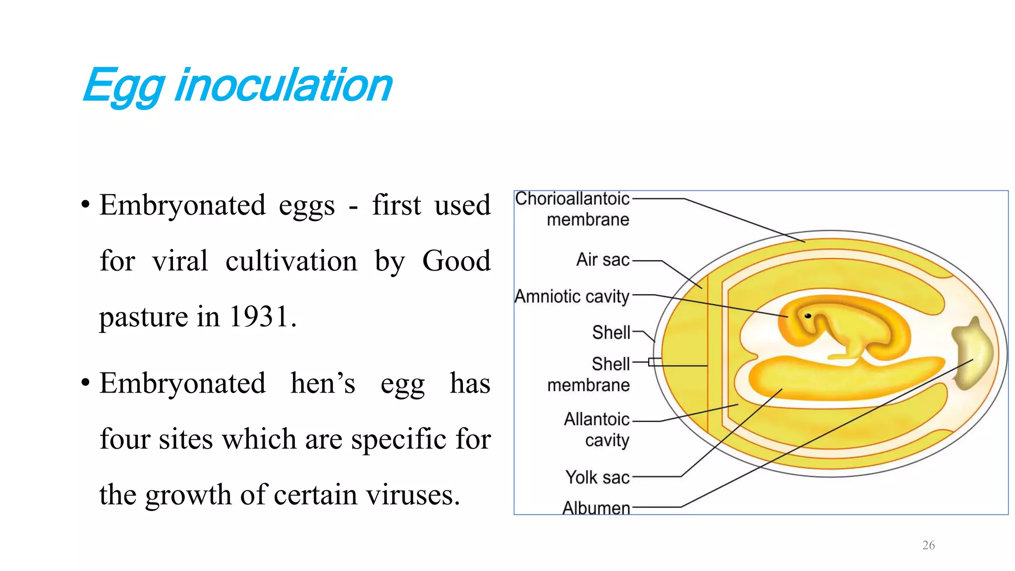 LABORATORY DIAGNOSIS OF VIRAL INFECTION.pptx