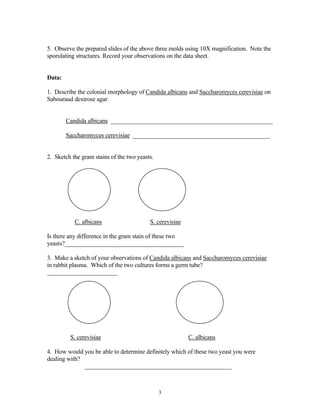 yeasts and molds | PDF