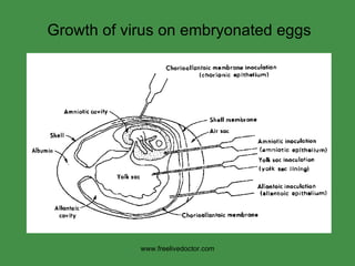 Laboratory Virology | PPT | Infectious Diseases | Diseases and Conditions