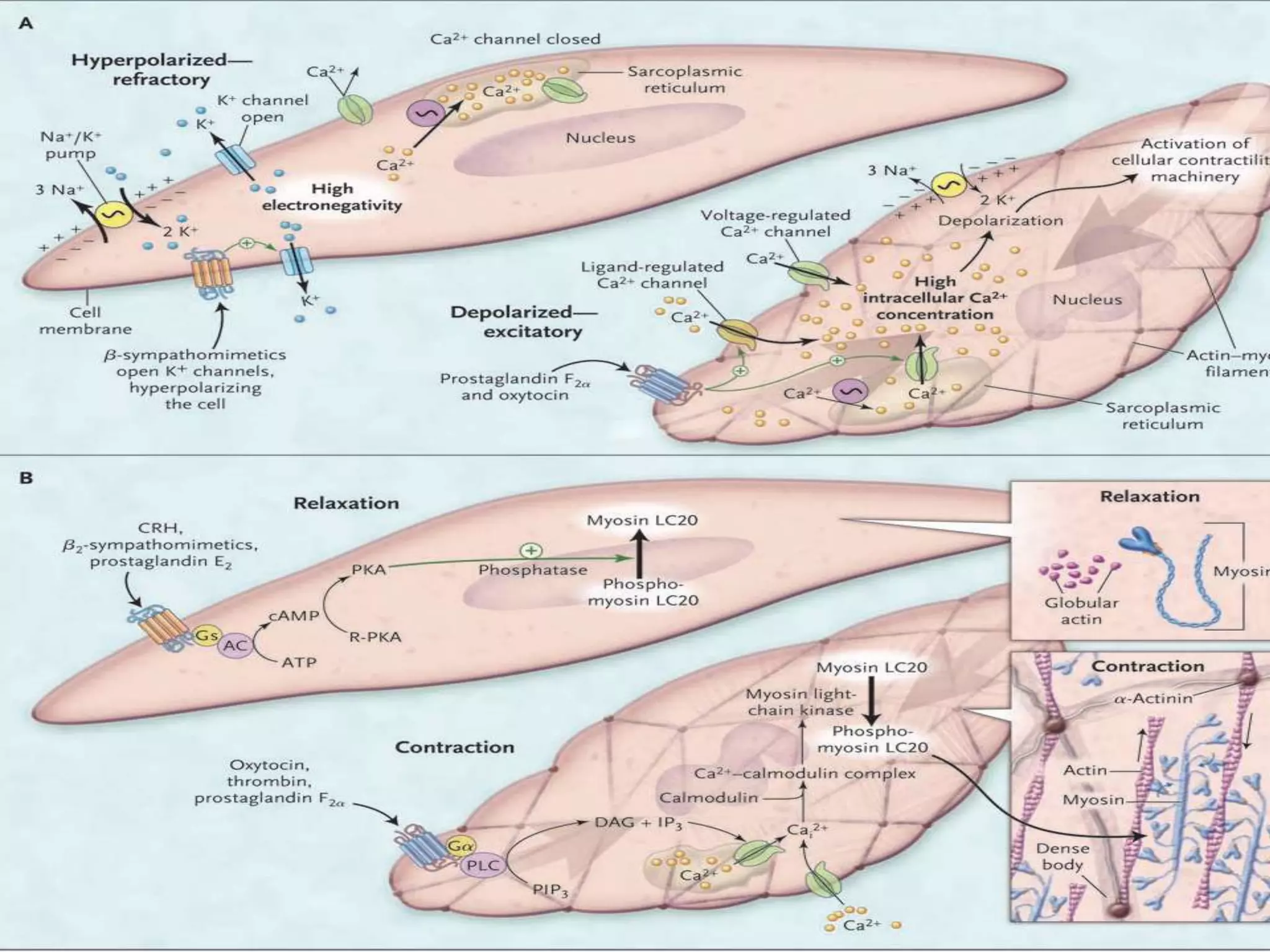 Labor Physiology mechanism.pptx