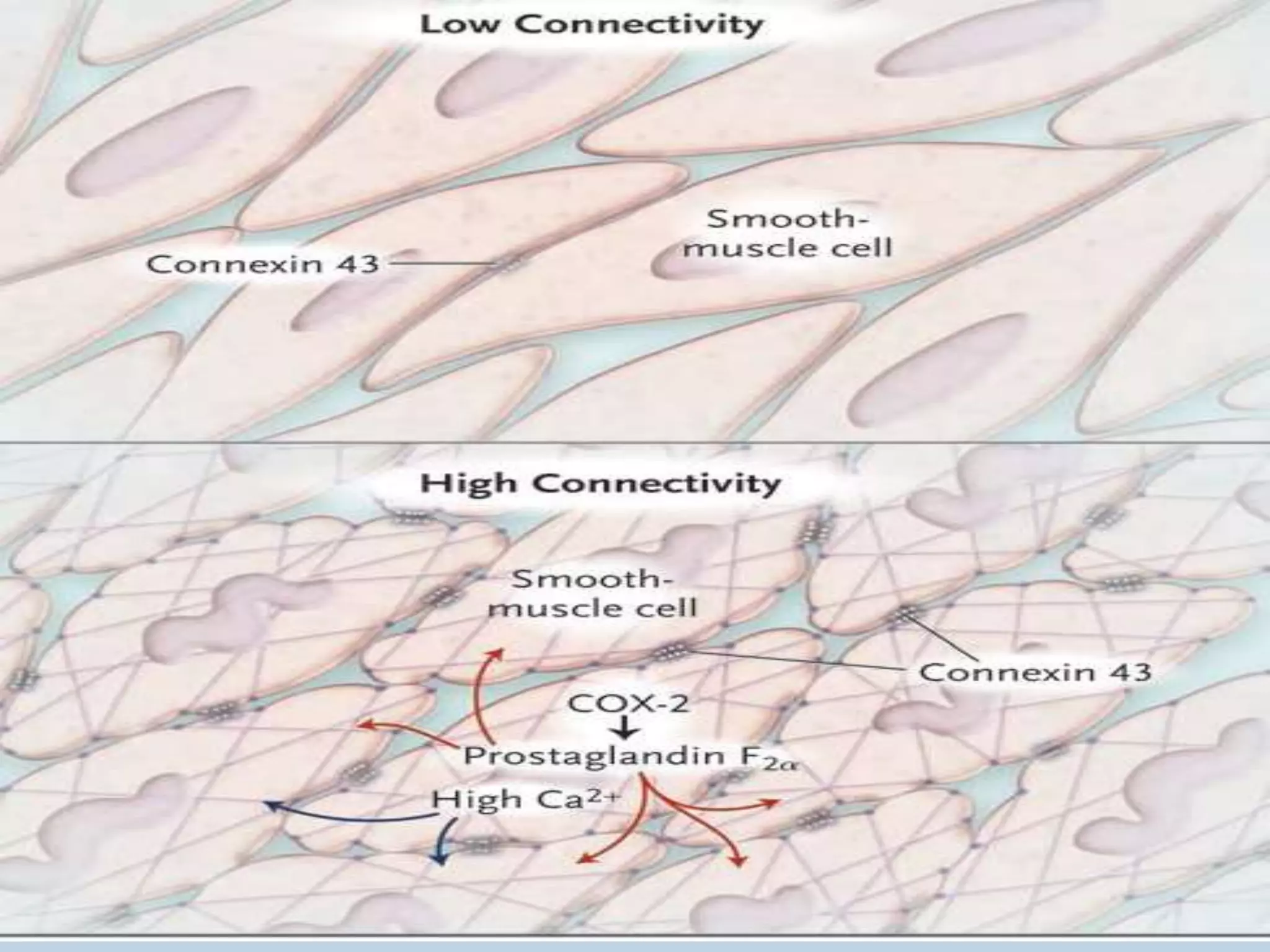 Labor Physiology mechanism.pptx