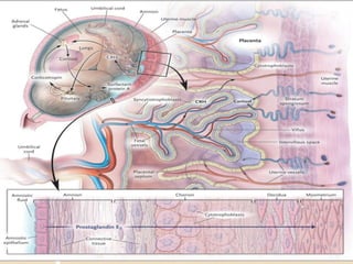 Labor Physiology mechanism.pptx
