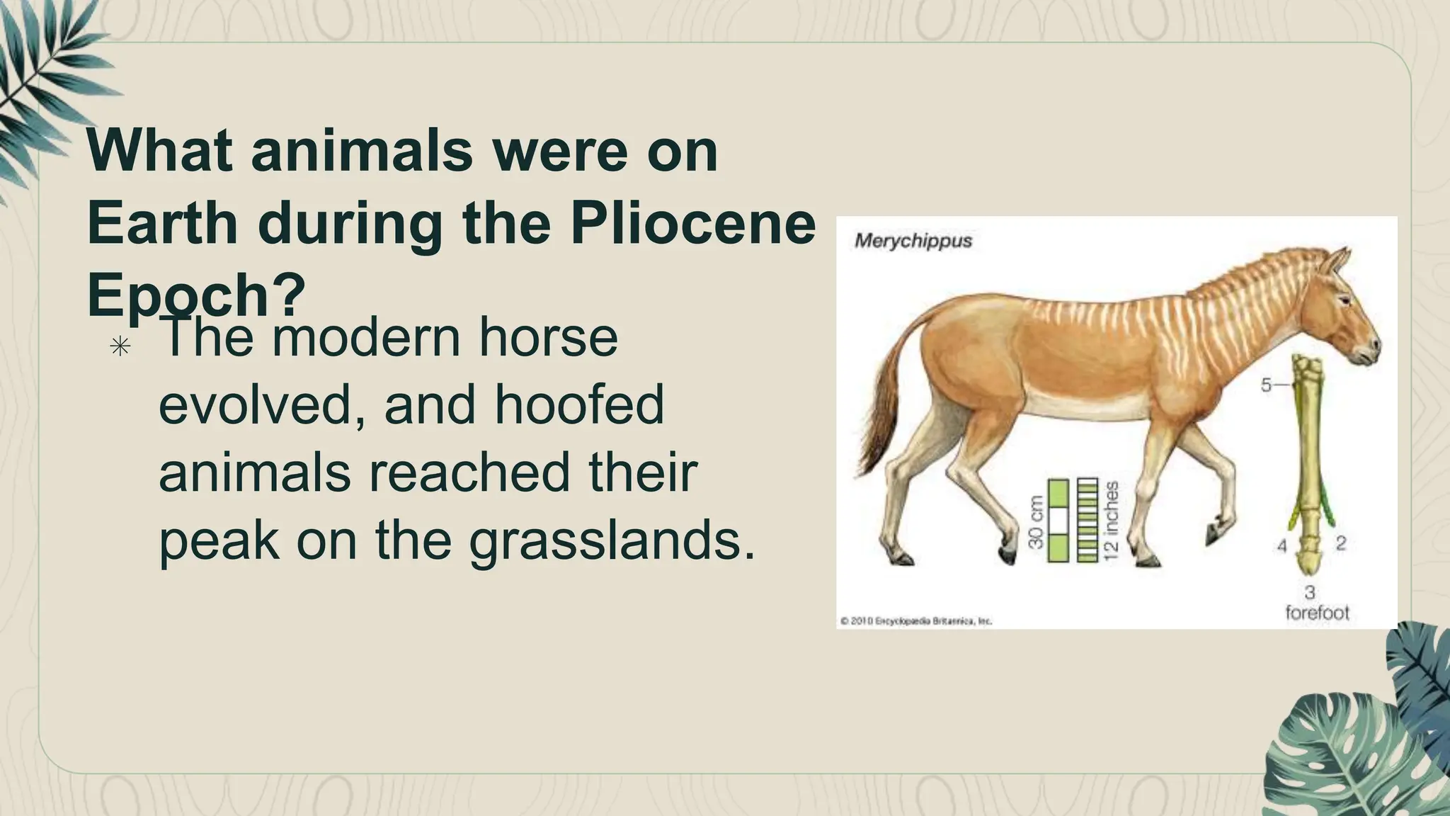 Geologic Time scale - Cenozoic Era..pptx