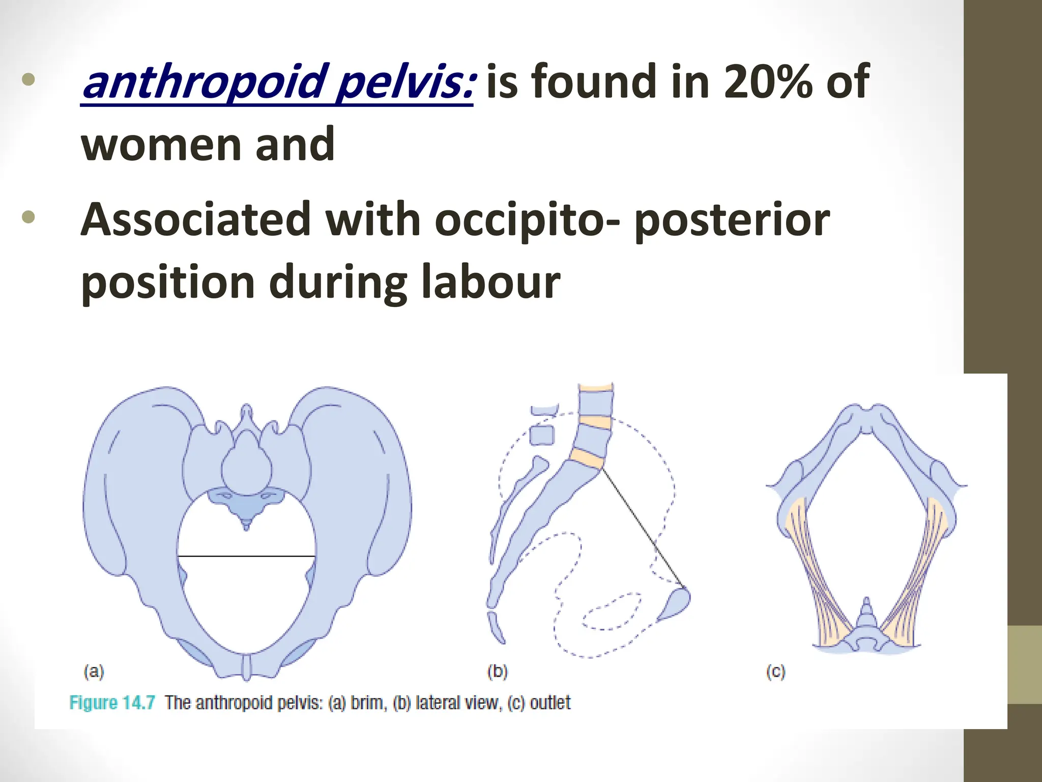 labour ,maternal boney pelvis and fetal head | PPT