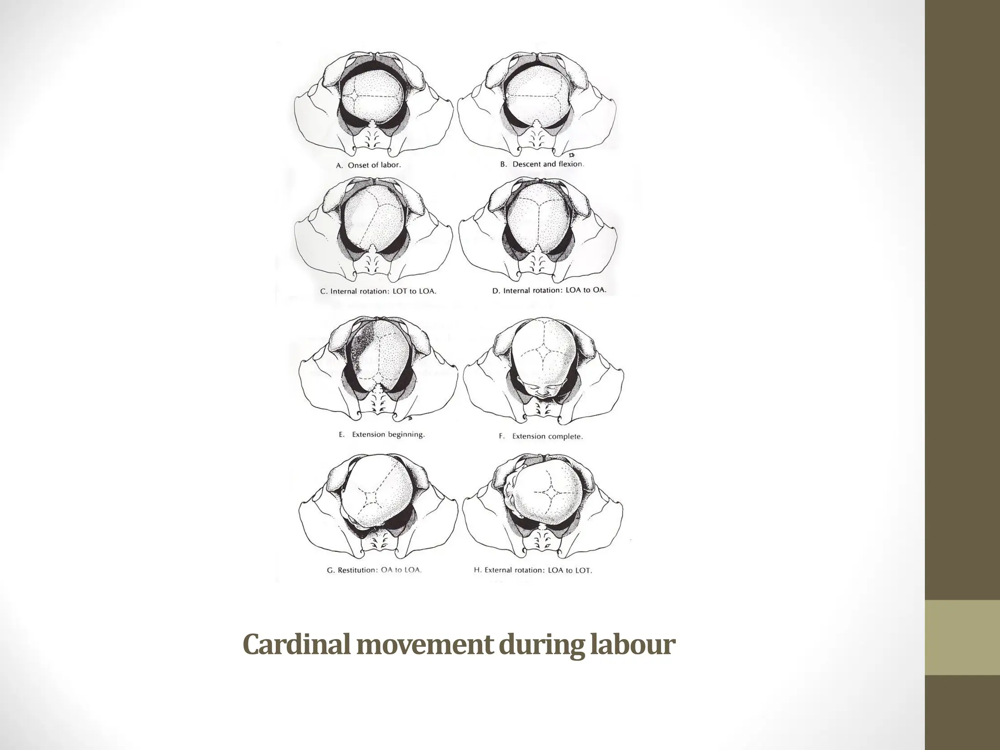 labour ,maternal boney pelvis and fetal head | PPT