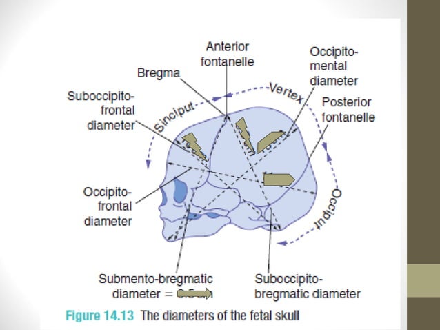 labour ,maternal boney pelvis and fetal head | PPT