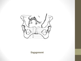 labour ,maternal boney pelvis and fetal head | PDF