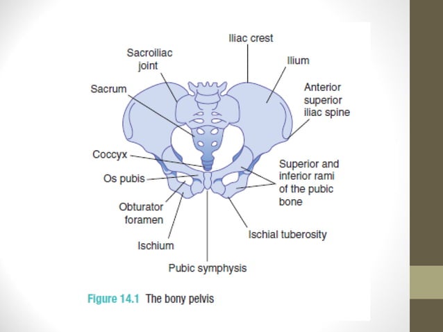 labour ,maternal boney pelvis and fetal head | PPT